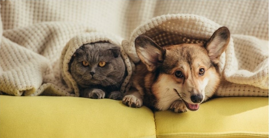 10 Reasons Why Cats Are Better Pets Than Dogs - fluffykit.com